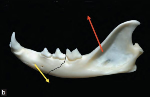 Les fractures de la mâchoire chez le chat - VETOPEDIA