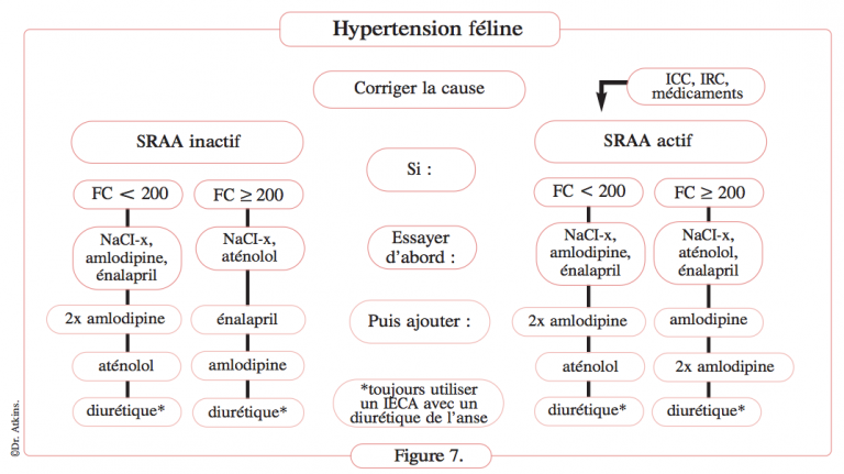 L'hypertension chez le chat - VETOPEDIA - Conseils vétérinaires