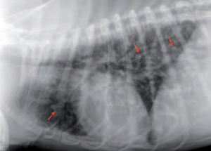 Angiostrongylose pulmonaire chez le chien - VETOPEDIA