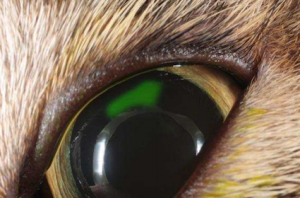 Utilisation de la fluorescéine en cabinet vétérinaire - VETOPEDIA